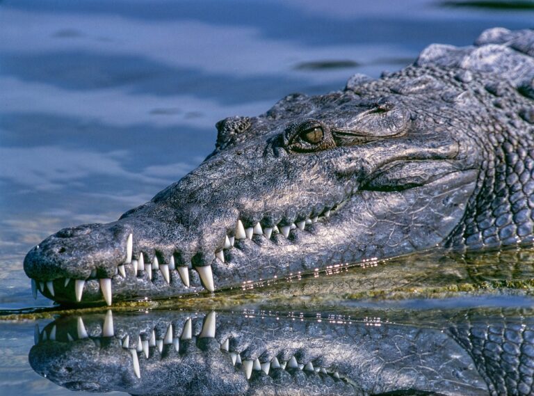 8 Crocodile Behaviors That Prove They’re Smarter Than We Think