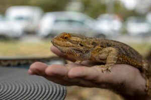 15 Low-Maintenance Lizards You Can Actually Handle