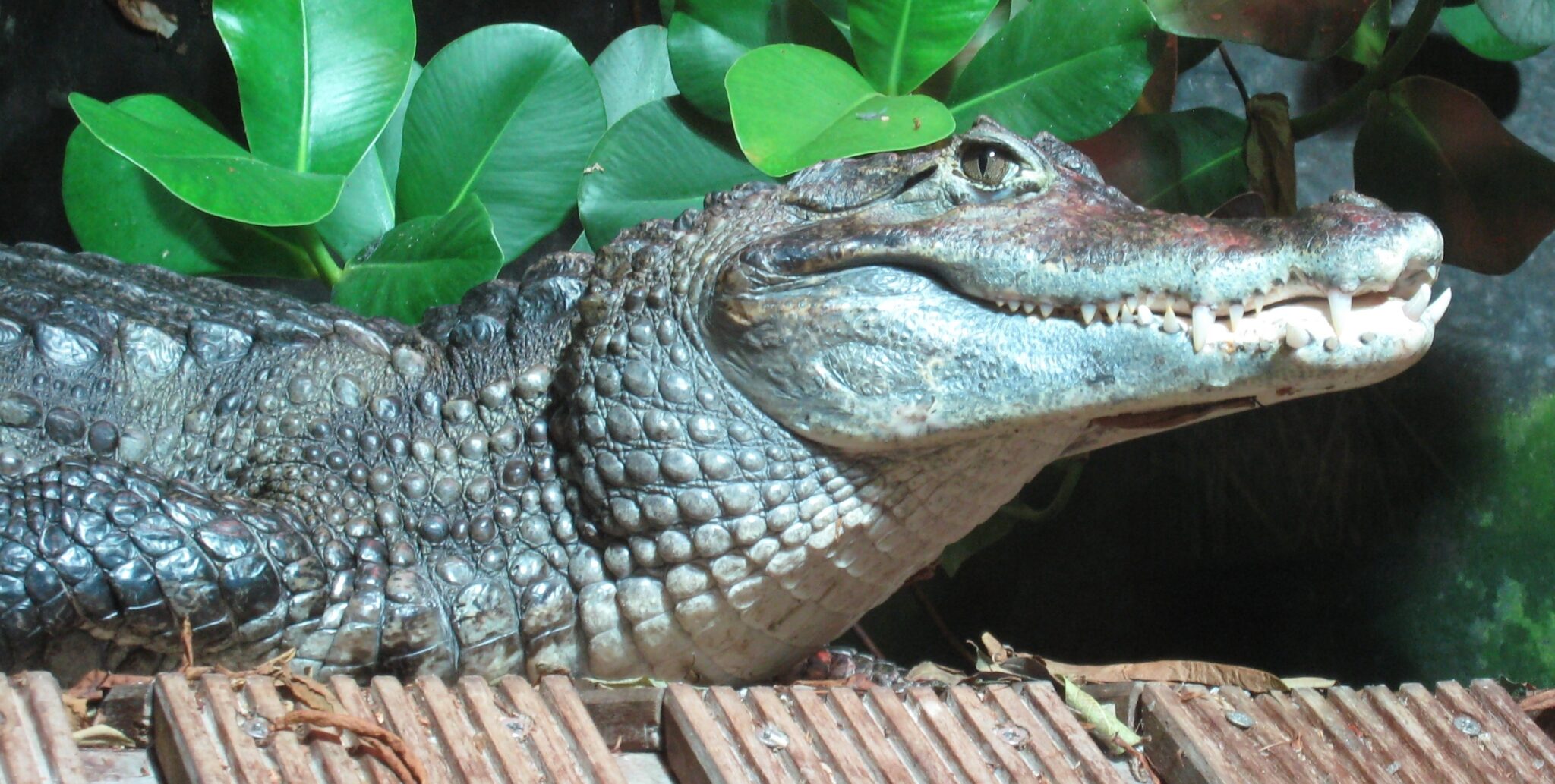 Do Caimans Hunt Differently From Crocodiles?