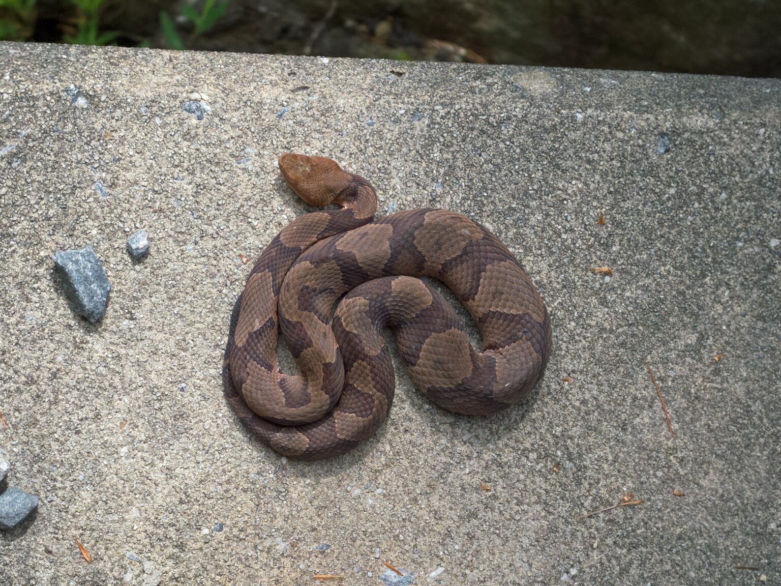 Copperhead Snakes: What to Do If You Encounter One Outdoors