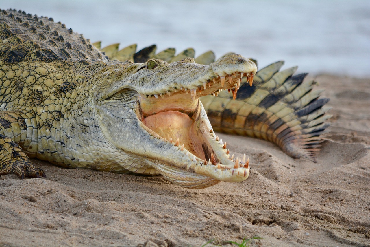 How Fast Can a Crocodile Really Move on Land?