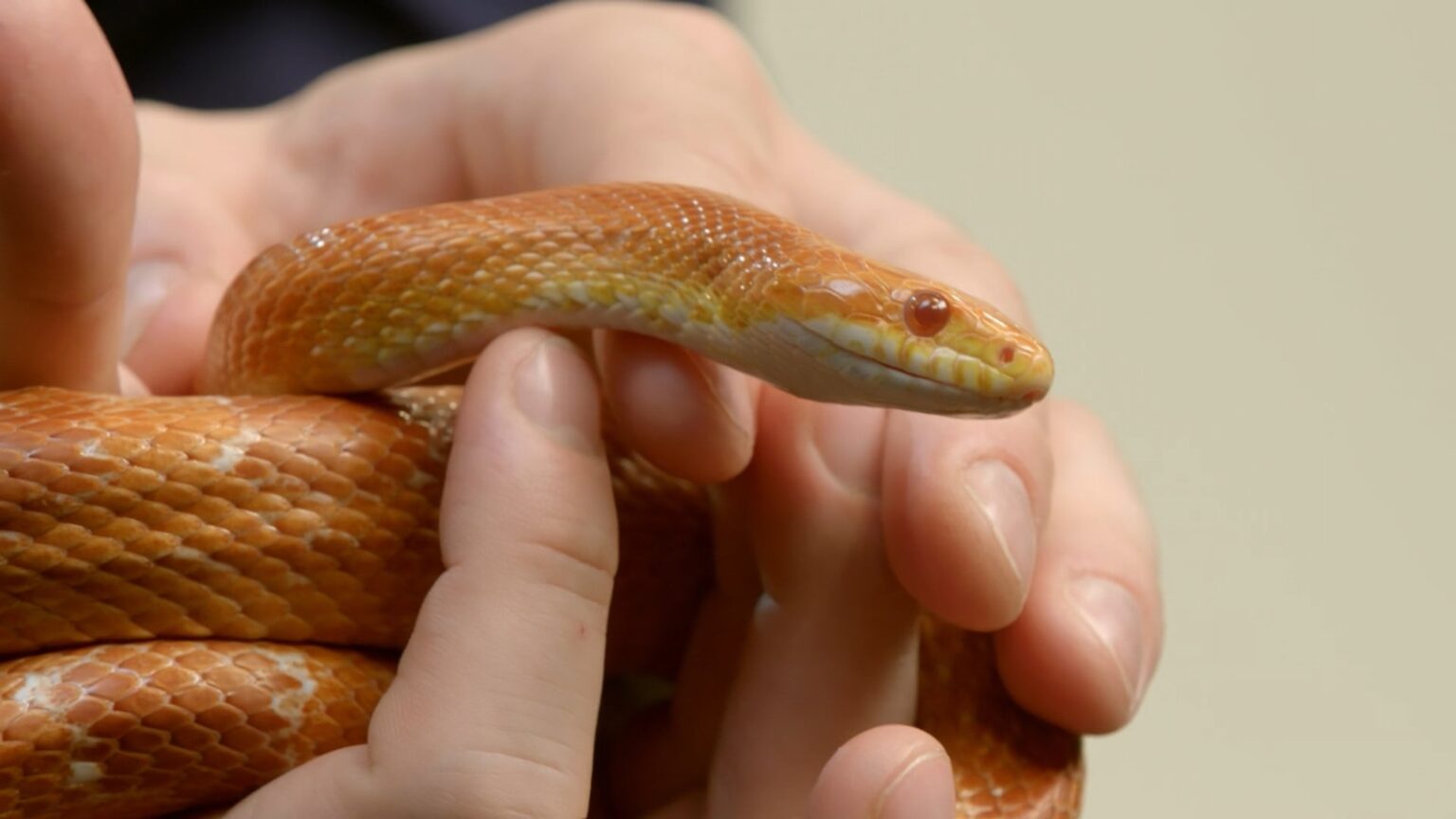 Can Snakes Recognize Their Owners? What Science Says