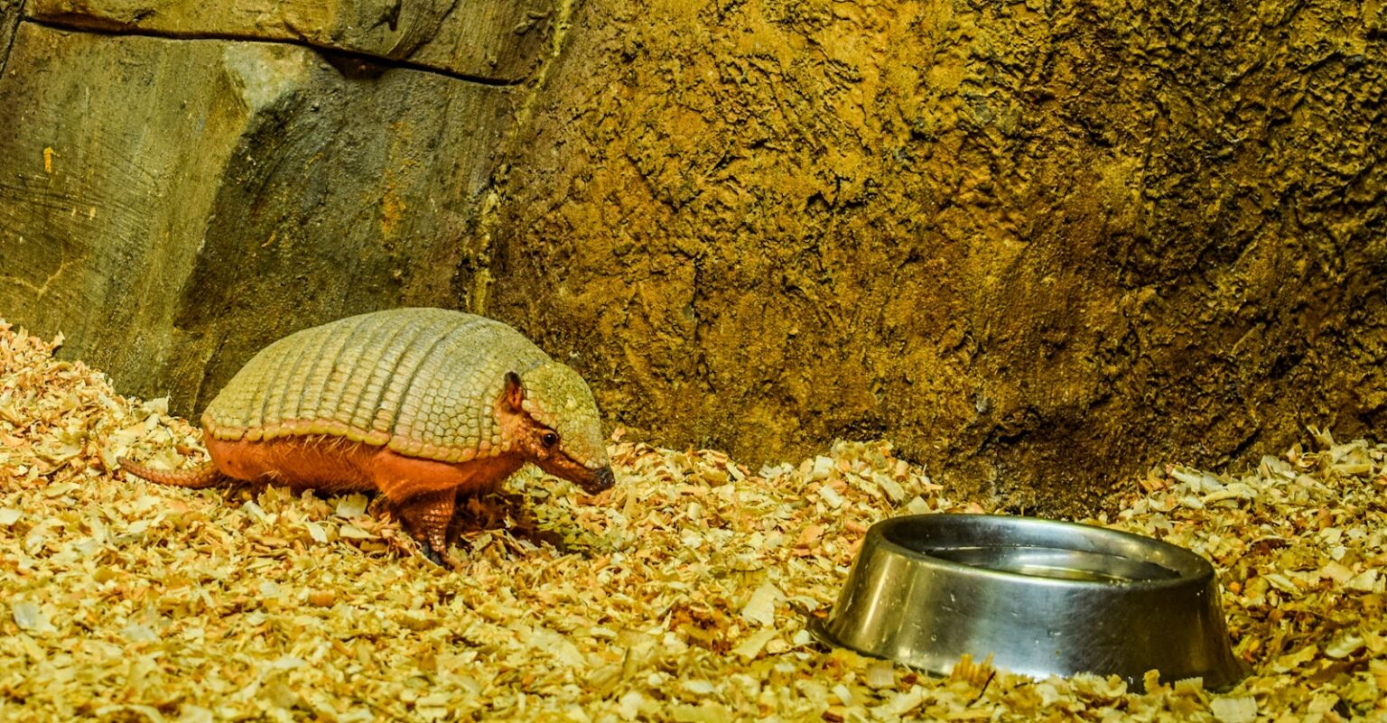 Safe Substrates for Reptiles: What Works and What to Avoid
