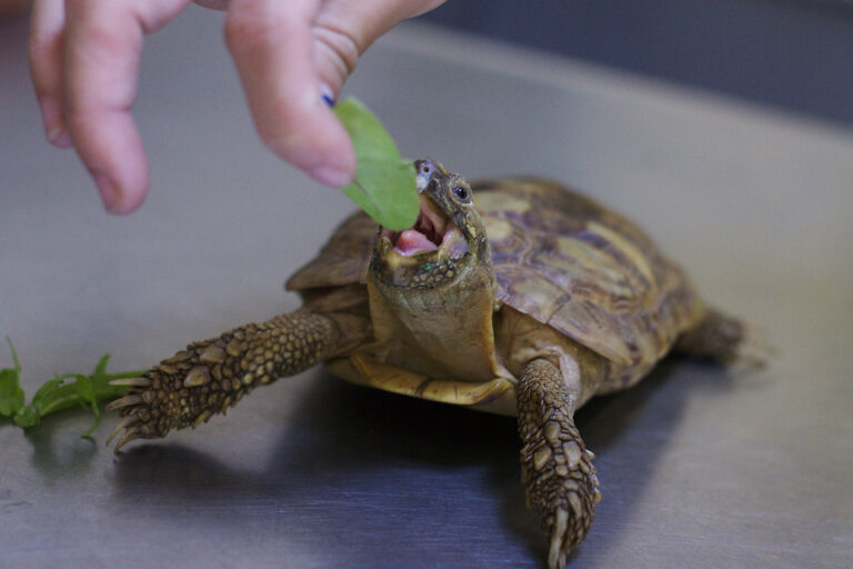 Why Your Turtle Is Always Basking—And When to Worry