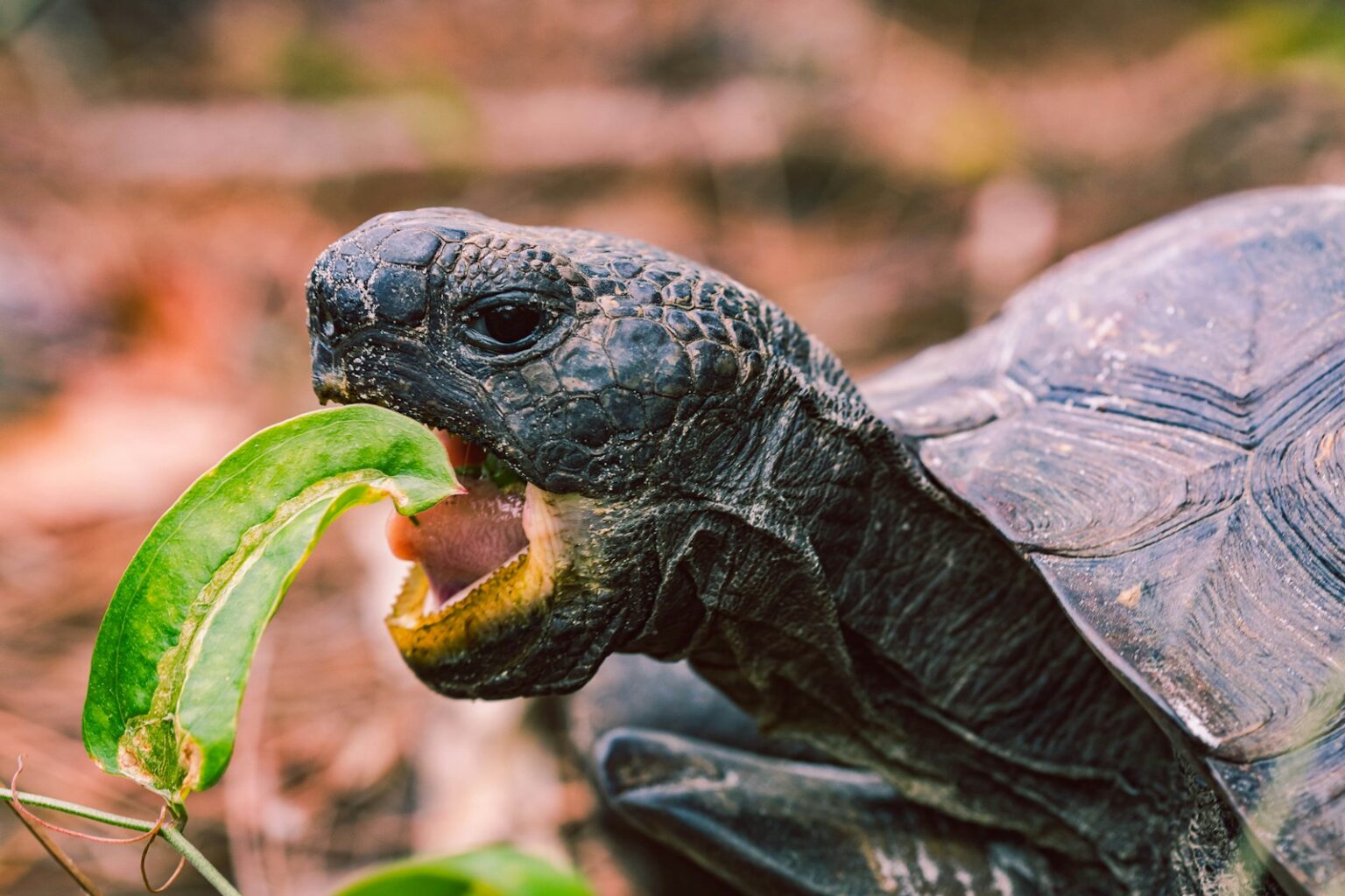 The Oldest Turtles Ever Recorded—and How They Lived So Long