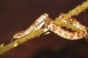 Why Baby Snakes Can Be More Dangerous Than Adults