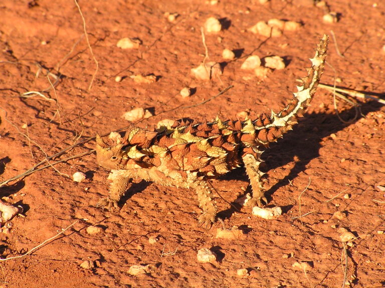 8 Lizard Species That Thrive in Desert Environments