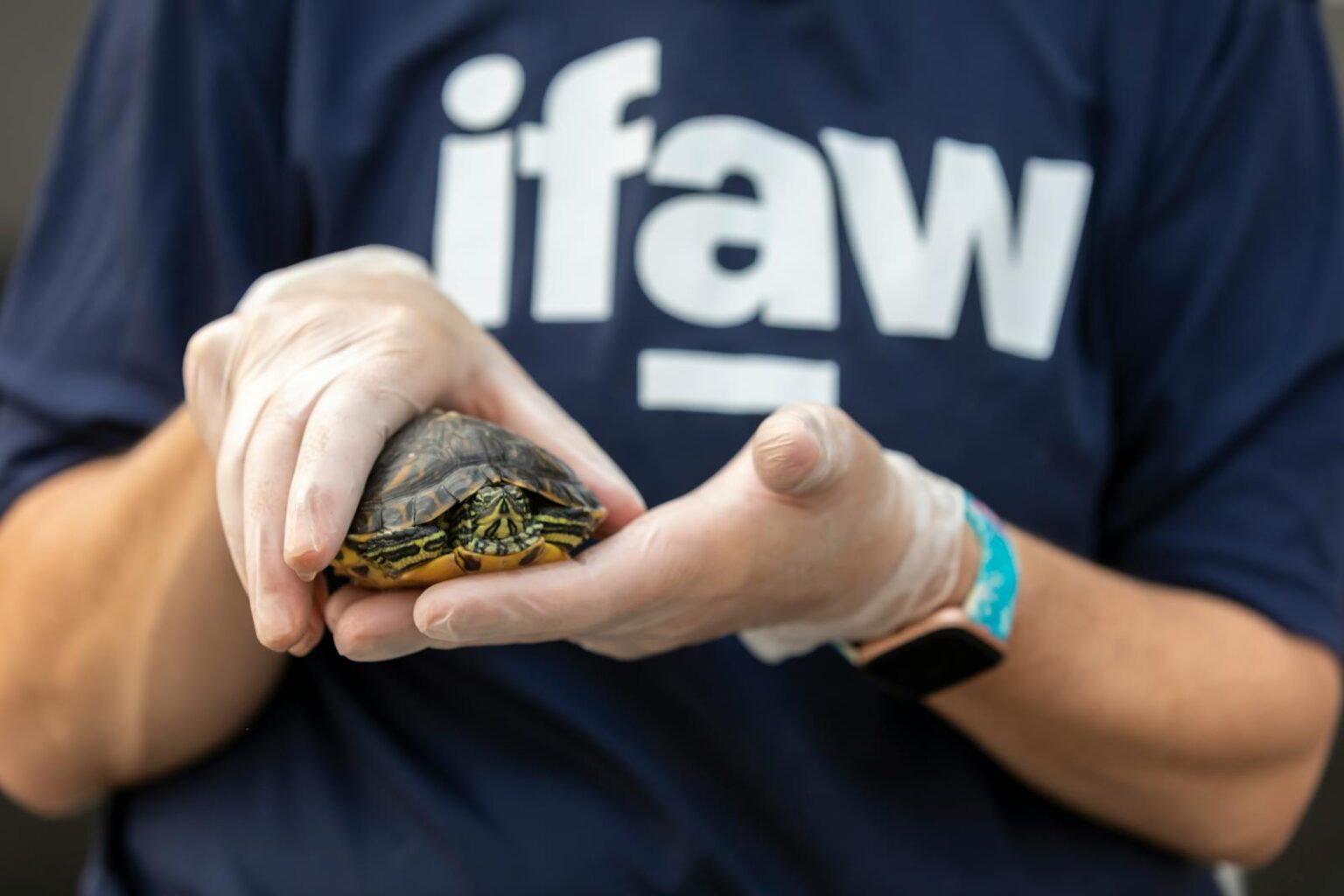 How Long Can Turtles Really Live in Captivity?