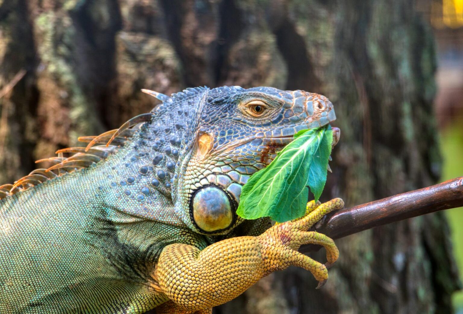 What Do Lizards Eat? A Complete Guide for Pet Owners