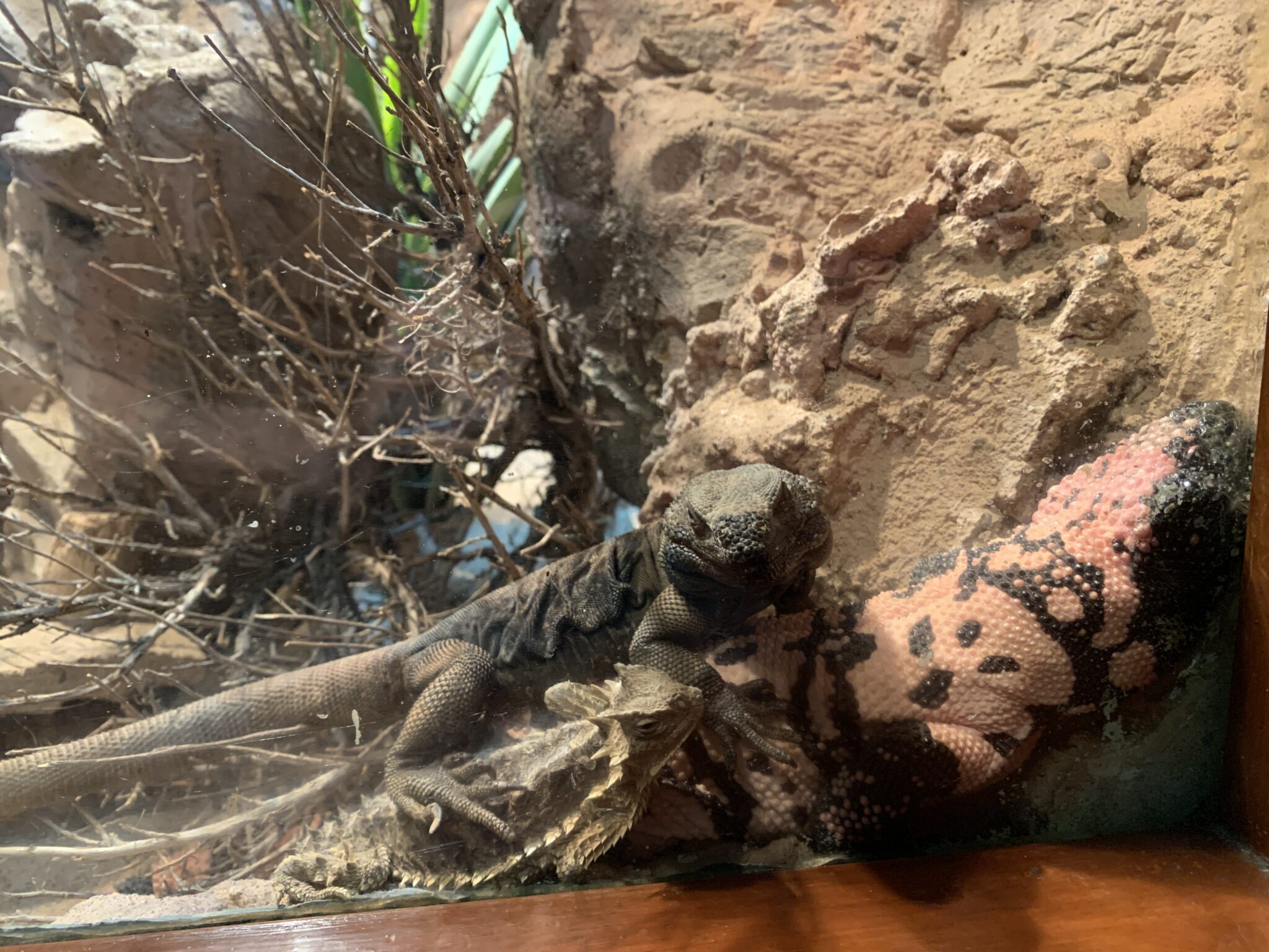 How to Set Up the Perfect Lizard Habitat at Home