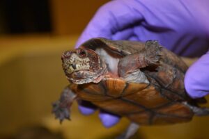 The Oldest Turtles Ever Recorded—and How They Lived So Long