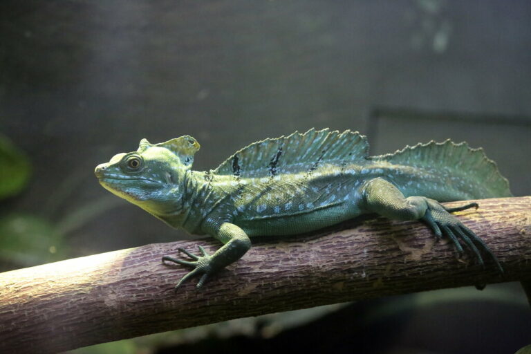 The Lizard Species That Walk on Water—Literally