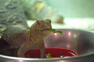 How to Set Up the Perfect Lizard Habitat at Home