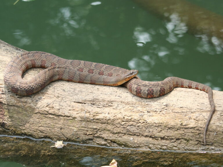 12 Non-Venomous Snakes Found in the U.S. and How to Identify Them