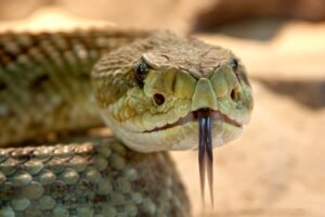 Can Snakes Hear You Speak? Understanding Their Senses