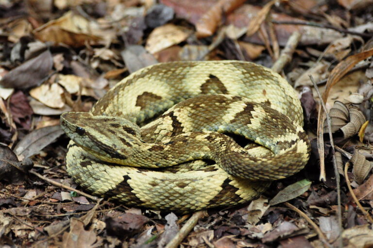 13 Countries With the Most Venomous Snake Species