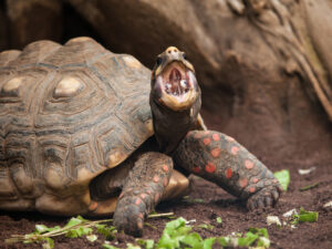 How to Safely Handle a Tortoise Without Stressing It Out