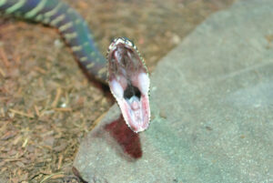 Snake Fangs Explained: Front, Rear, and Fixed
