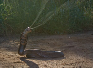 Snake Fangs Explained: Front, Rear, and Fixed