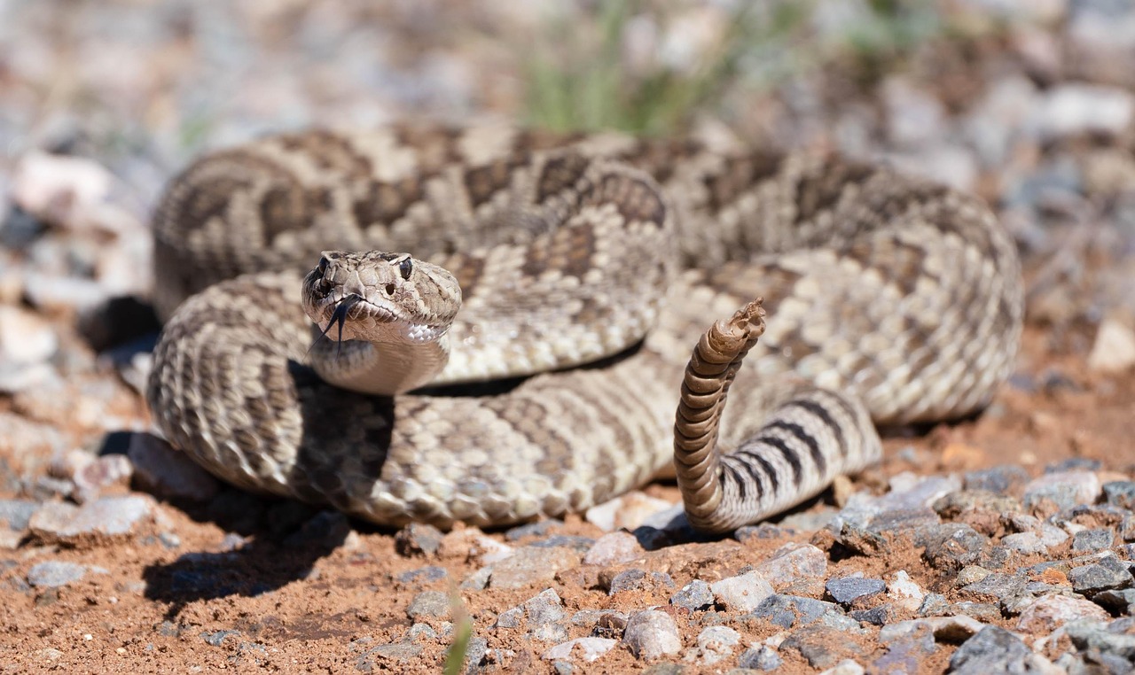 Native Reptiles of Florida: Colorful, Common, and Controversial