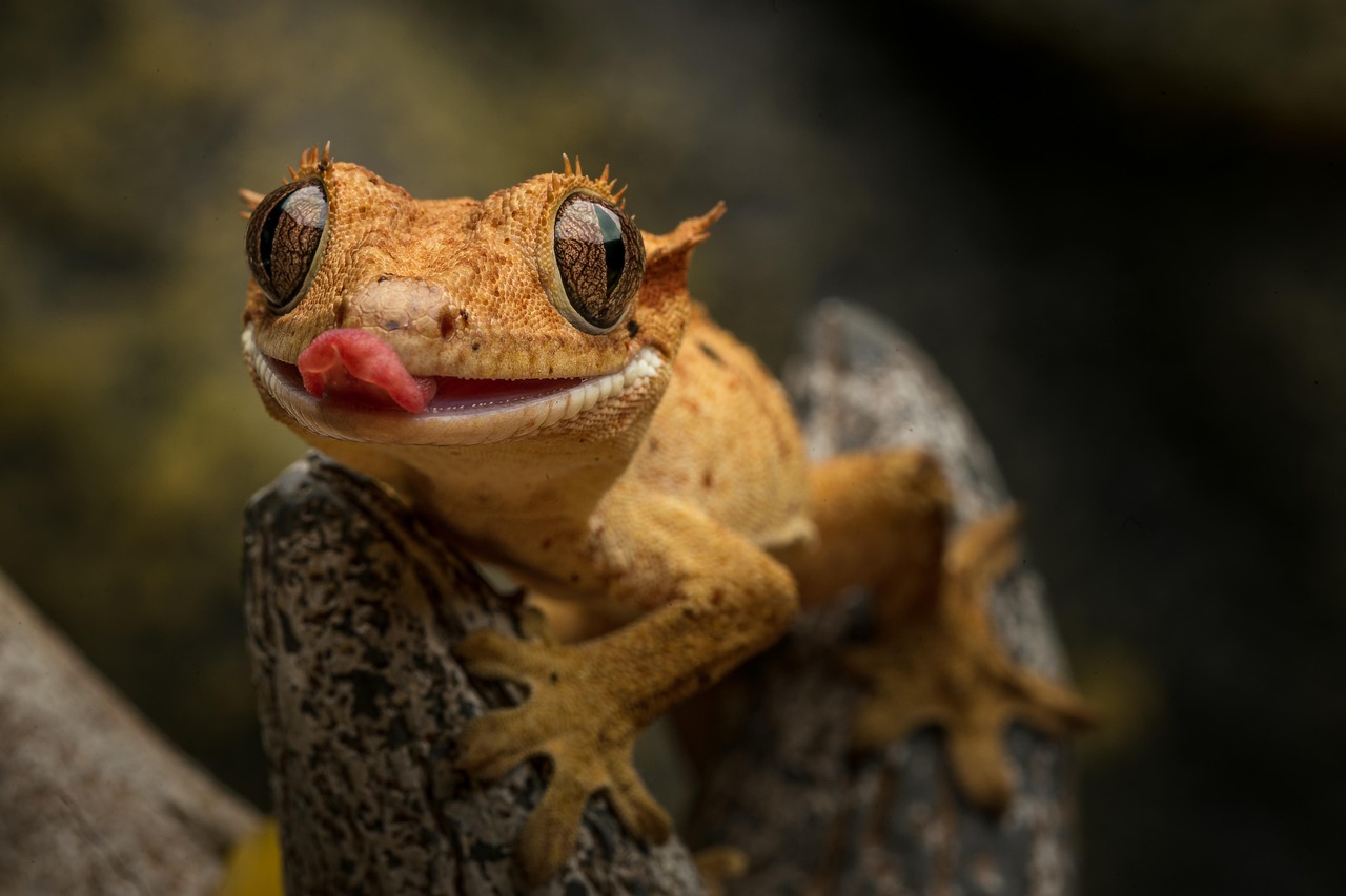 What Do Lizards Eat? A Complete Guide for Pet Owners