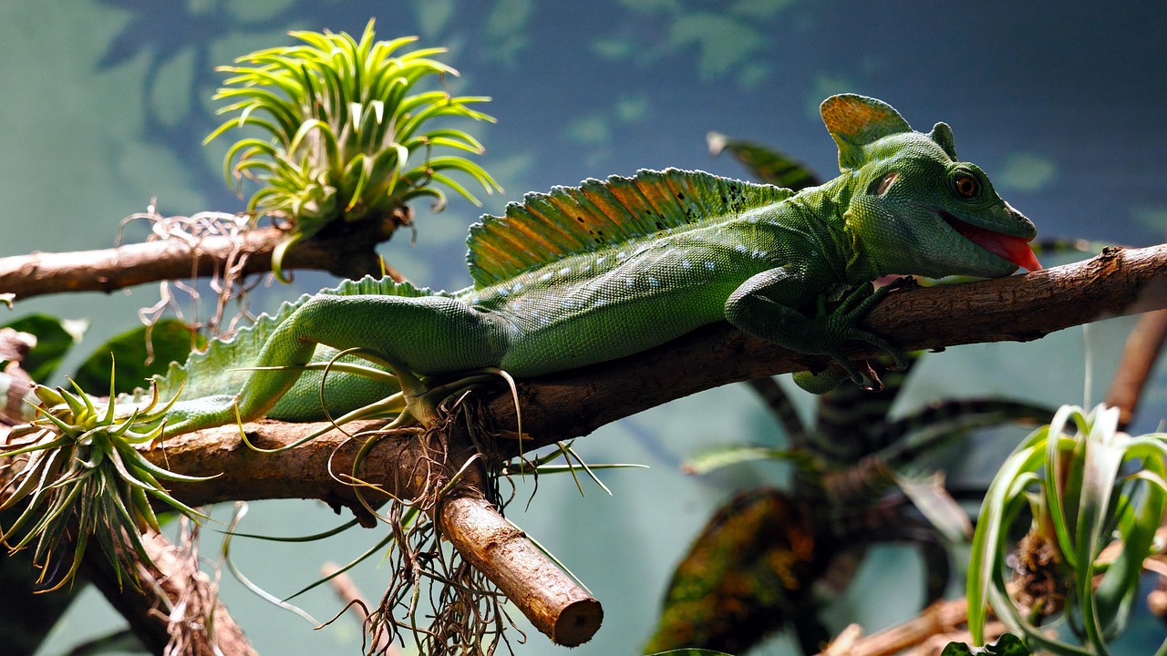 The Lizard Species That Walk on Water—Literally