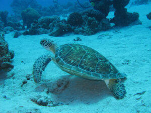 The Oldest Turtles Ever Recorded—and How They Lived So Long