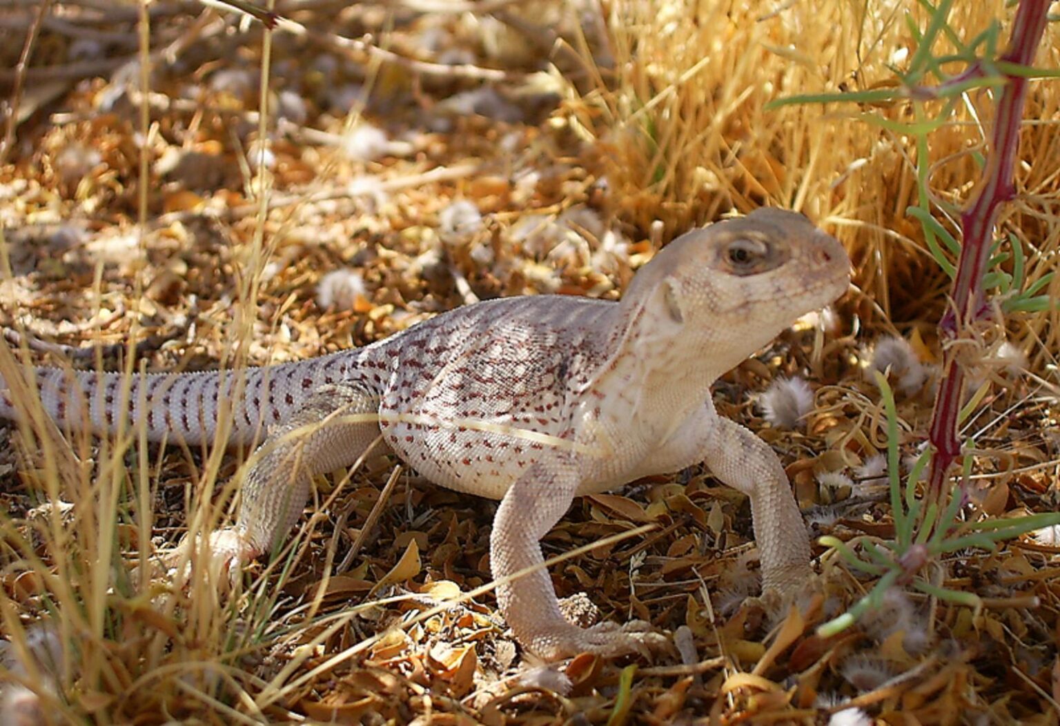 8 Lizard Species That Thrive in Desert Environments