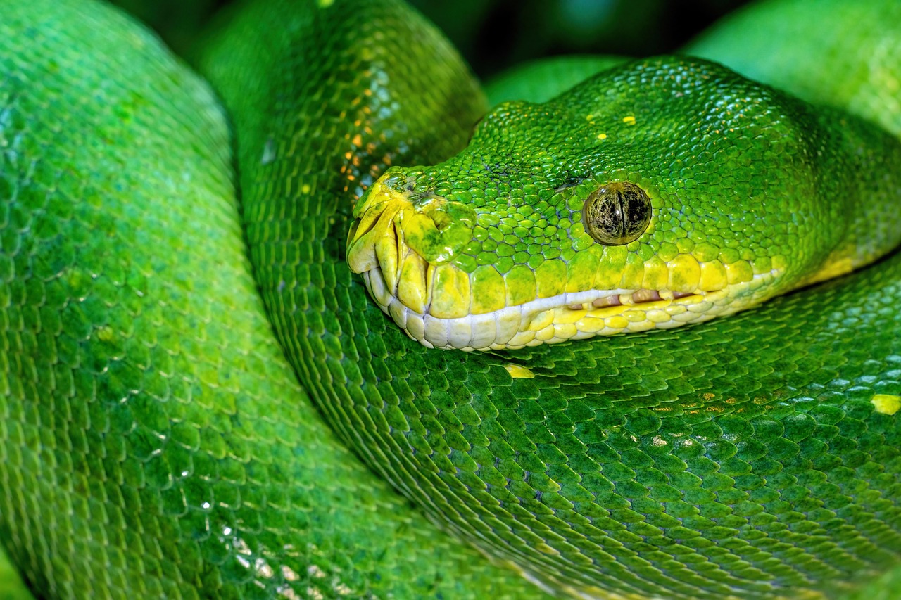 Can Snakes Hear You Speak? Understanding Their Senses