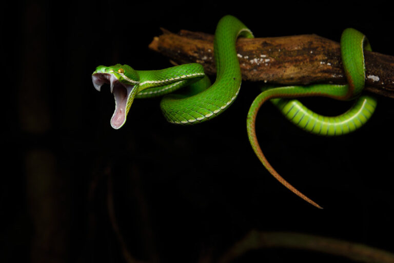 Snake Fangs Explained: Front, Rear, and Fixed