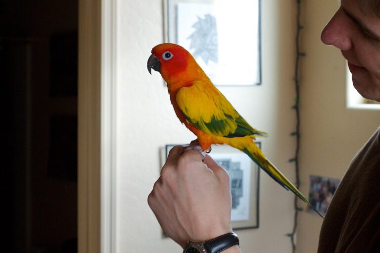 Conure Care Tips: From Cage Setup to Social Time