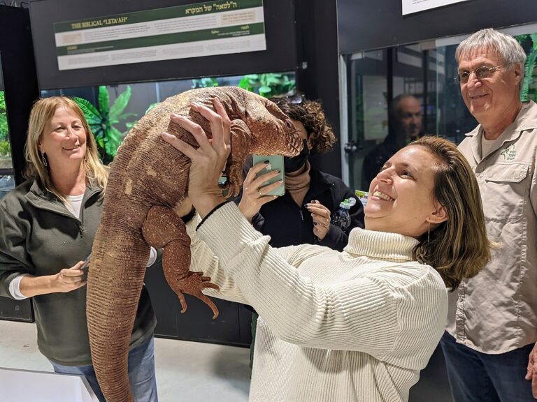 How to Set Up the Perfect Lizard Habitat at Home