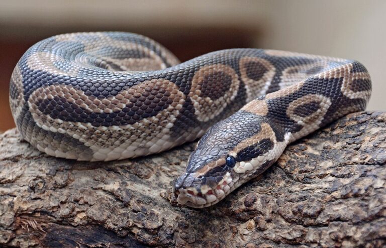 The Best Substrates for Ball Pythons (And Ones to Avoid)
