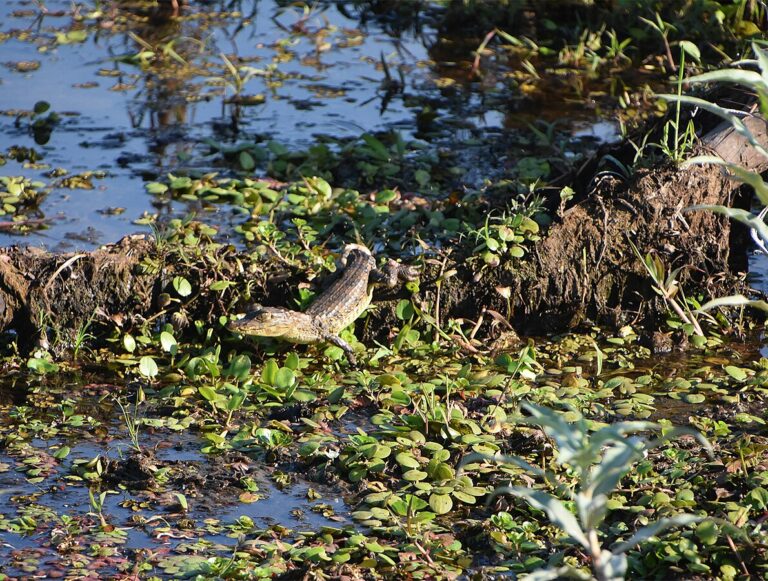 Do Caimans Hunt Differently From Crocodiles?