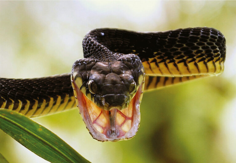 Are Rear-Fanged Snakes Dangerous? Separating Facts from Fear