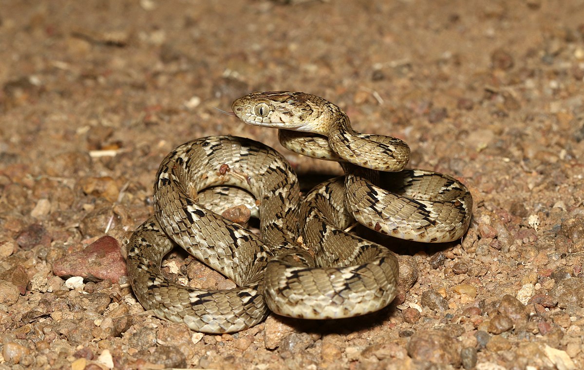 Are Rear-Fanged Snakes Dangerous? Separating Facts from Fear