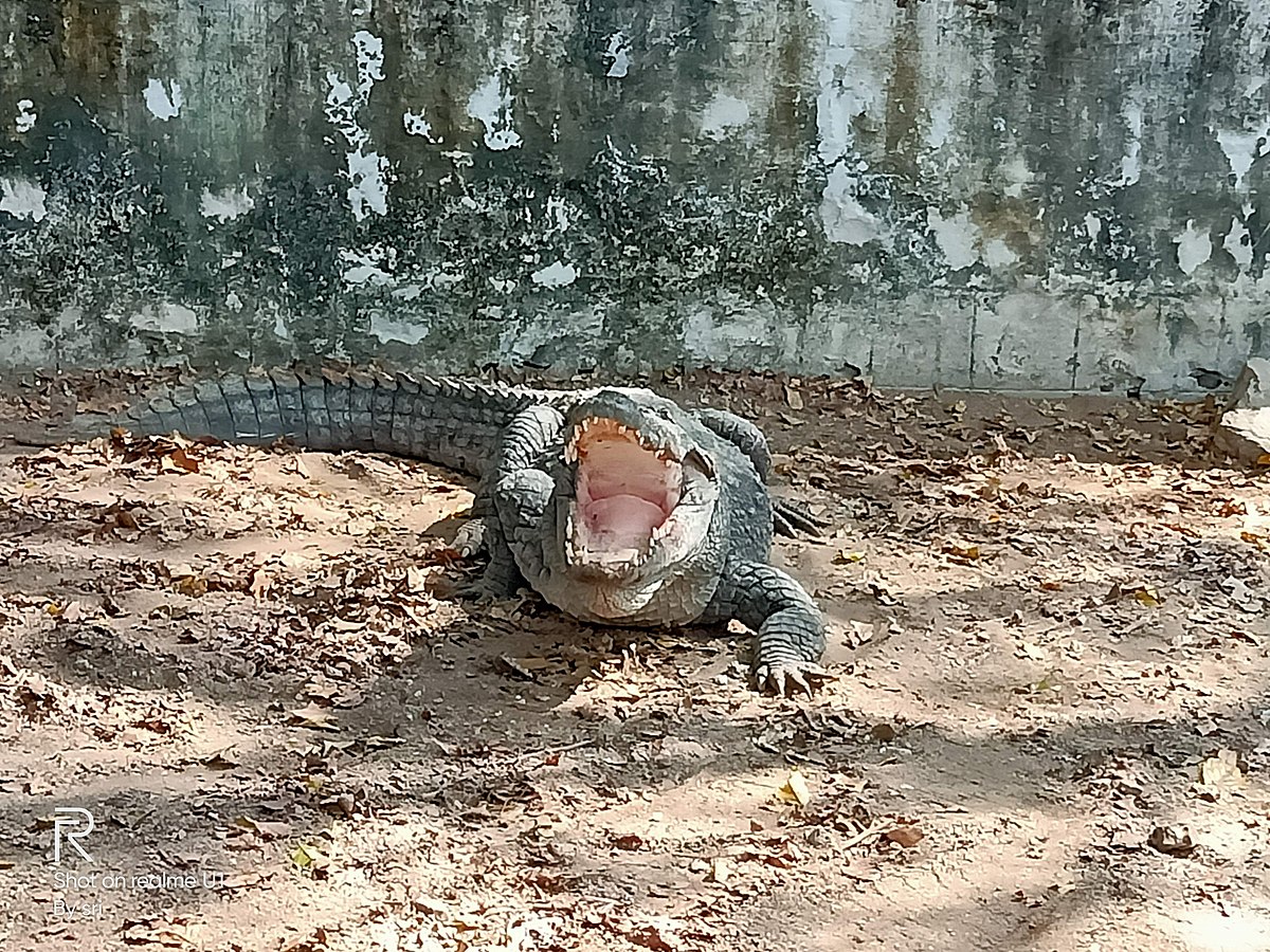 How Fast Can a Crocodile Really Move on Land?
