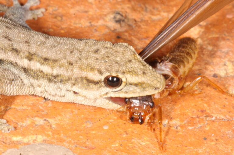 7 Pet Lizards That Stay Small and Are Easy to Care For