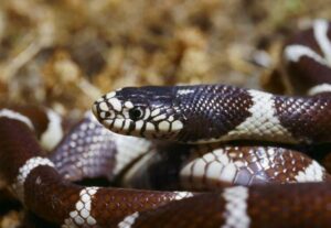 The Best Substrates for Ball Pythons (And Ones to Avoid)