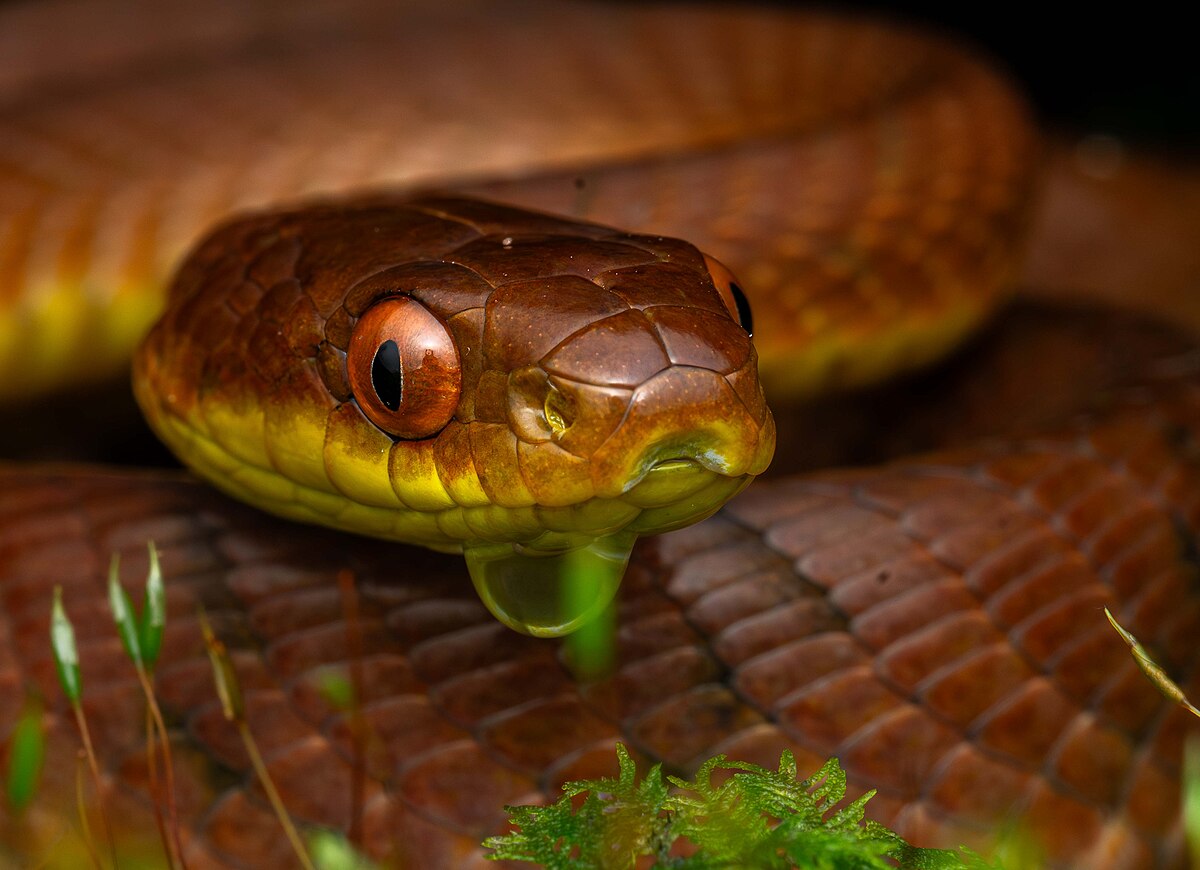 Are Rear-Fanged Snakes Dangerous? Separating Facts from Fear