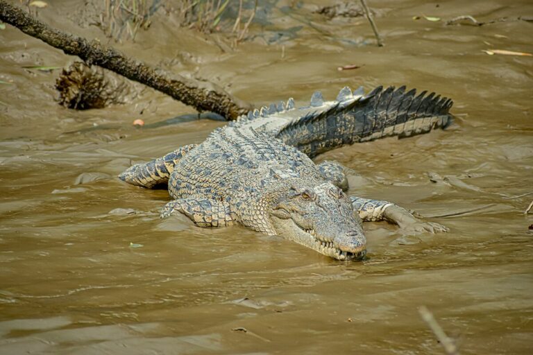How Fast Can a Crocodile Really Move on Land?