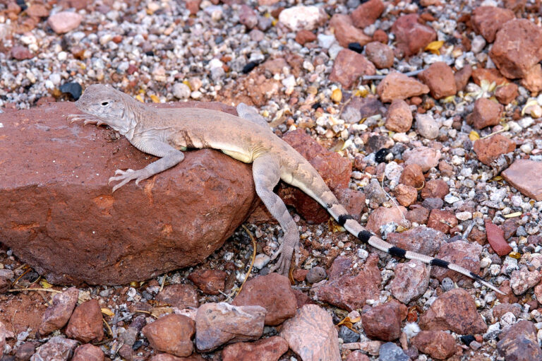8 Lizard Species That Thrive in Desert Environments