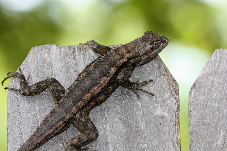 14 U.S. Lizards You Might Spot in Your Backyard