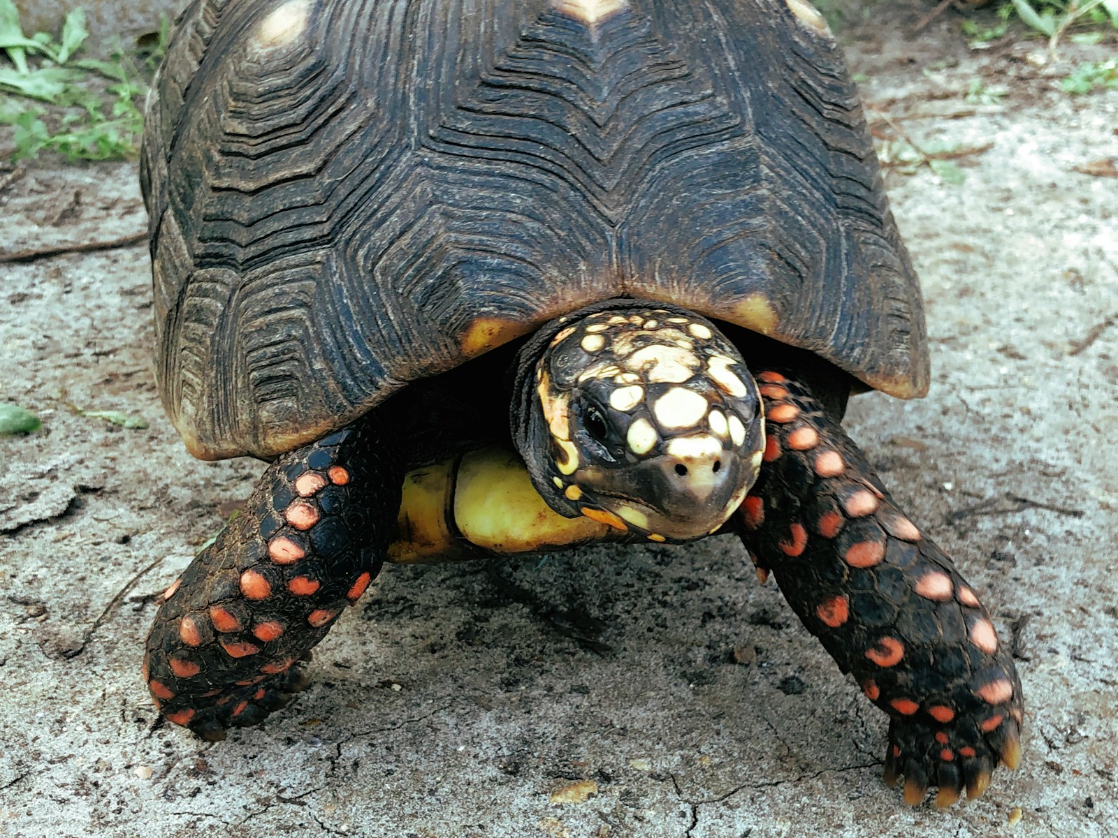 The Oldest Turtles Ever Recorded—and How They Lived So Long