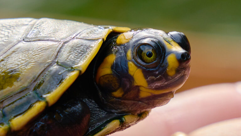 How to Identify U.S. Turtles by Their Shell Patterns