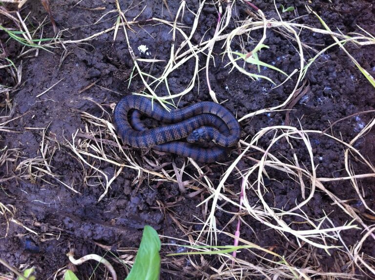 Why Baby Snakes Can Be More Dangerous Than Adults