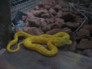 Why Baby Snakes Can Be More Dangerous Than Adults