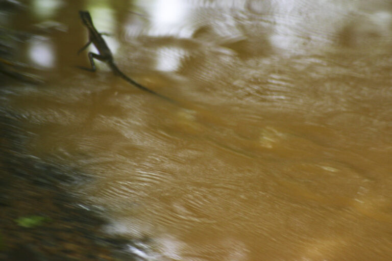 The Lizard Species That Walk on Water—Literally