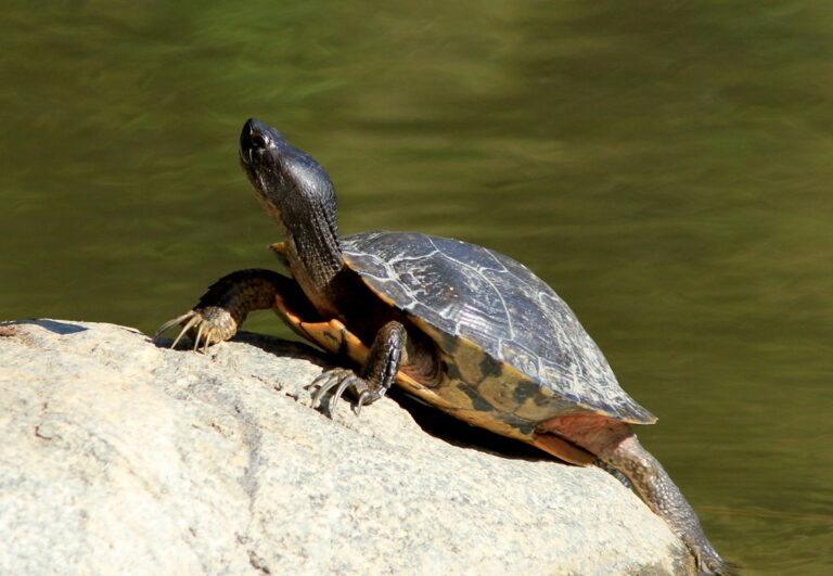 Why Your Turtle Is Always Basking—And When to Worry