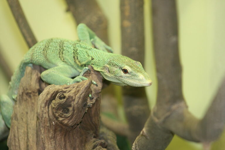 How to Set Up the Perfect Lizard Habitat at Home
